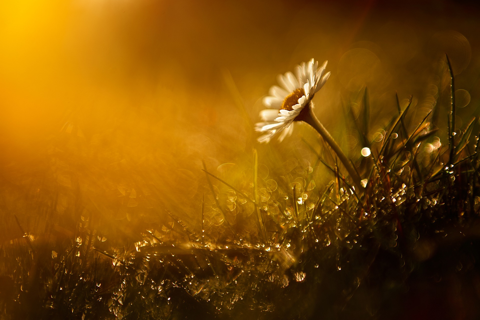 Transform Your Mind by Overcoming These Toxic Mindsets - Stacey Pardoe