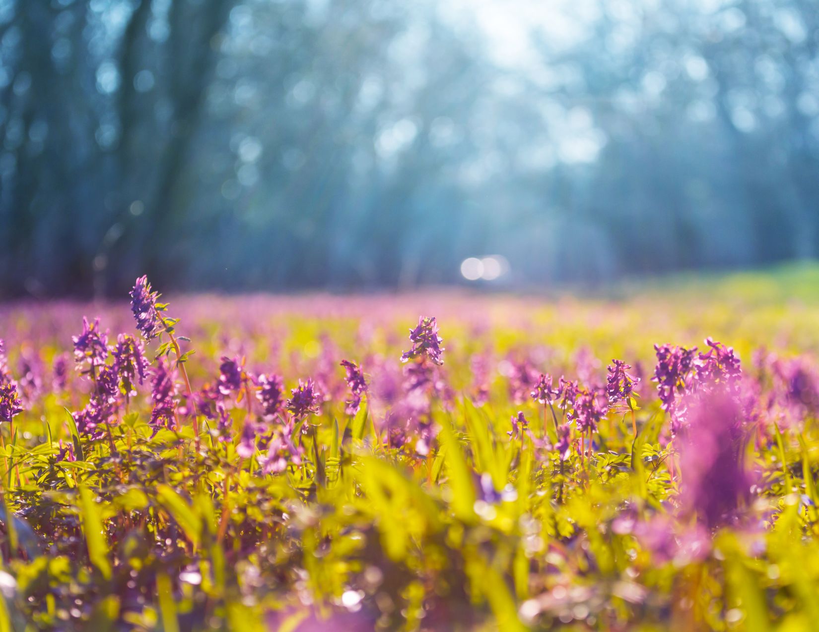 What Is the Joy of the Lord? (Plus, 6 Ways to Have It) - Stacey Pardoe