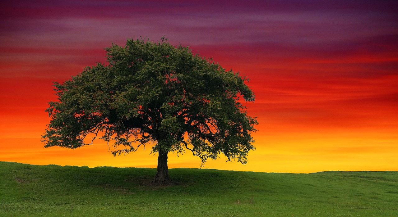 Lessons From the Tree of the Knowledge of Good and Evil - Stacey Pardoe